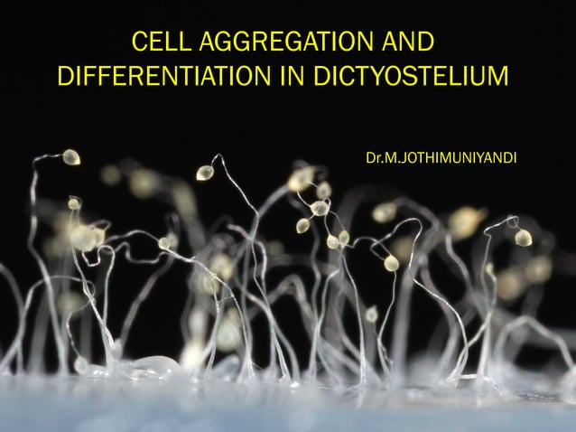Cell aggregation and Differentiation in Dictyostelium.pptx | Biological ...