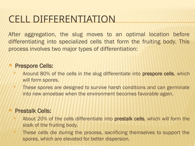 Cell aggregation and Differentiation in Dictyostelium.pptx | Biological ...