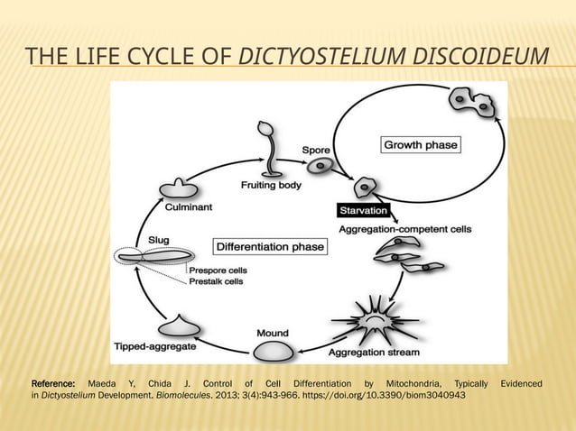 Cell aggregation and Differentiation in Dictyostelium.pptx | Biological ...