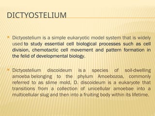 Cell aggregation and Differentiation in Dictyostelium.pptx