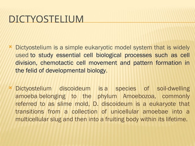 Cell aggregation and Differentiation in Dictyostelium.pptx | Biological ...