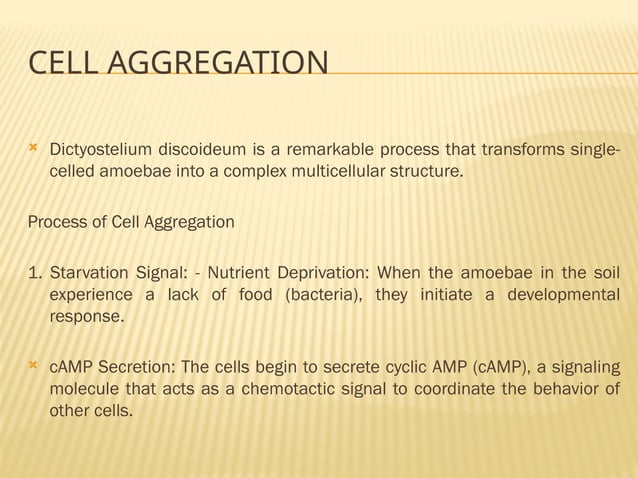 Cell aggregation and Differentiation in Dictyostelium.pptx | Biological Sciences | Science