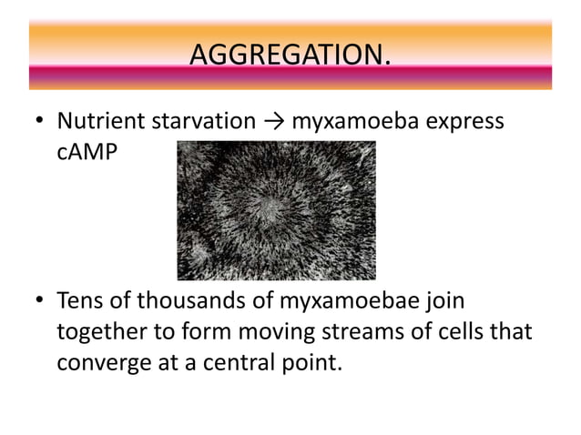 Cell aggregation and differentiation in dictyostelium007 | PPTX