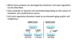 Cell aging | PPTX