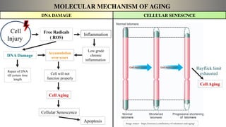 Cellular Aging and Its Molecular Mechanism | PPTX