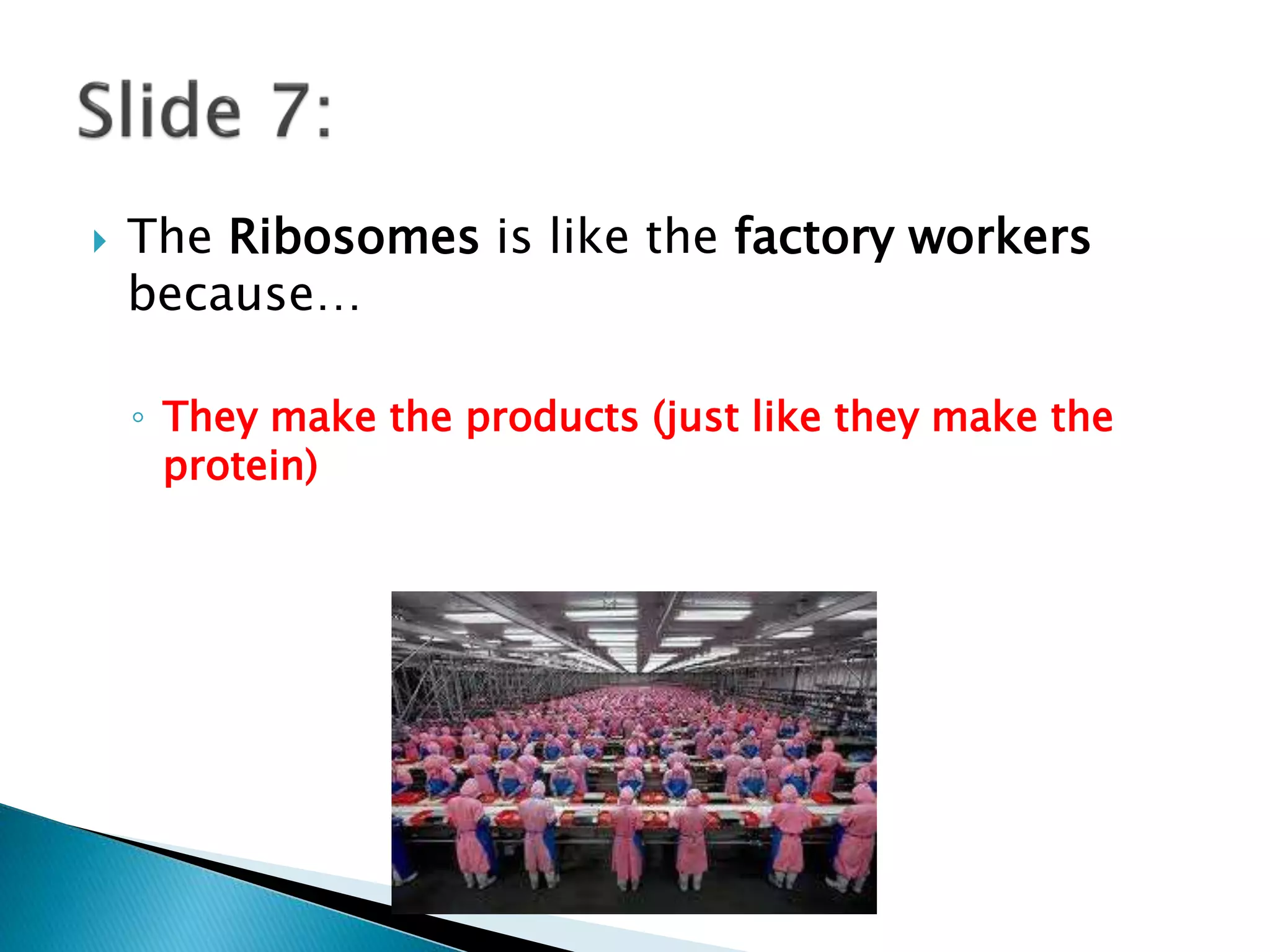 Cell Analogy PowerPoint.pptx