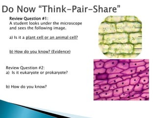 Cell Analogy PowerPoint.pptx