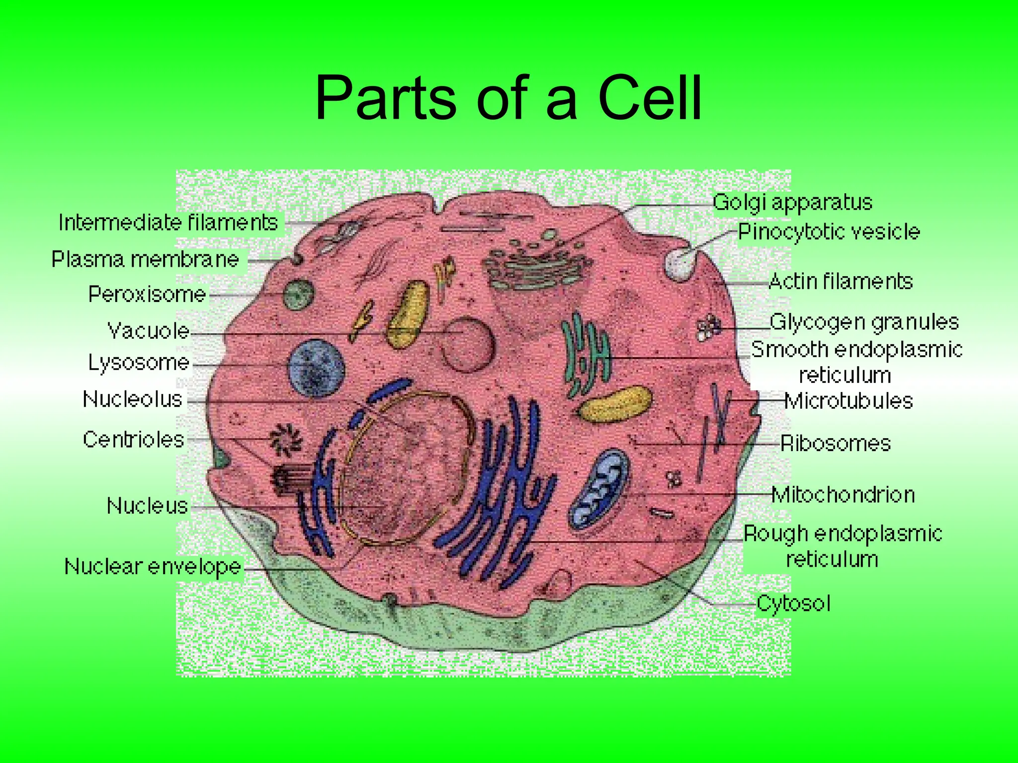Cell Analogy powerpt.ppt cells analogy p | PPT