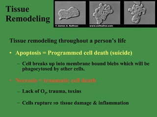 Cell Anatomy | PPT