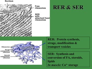 Amino Acids And Peptides | PPT