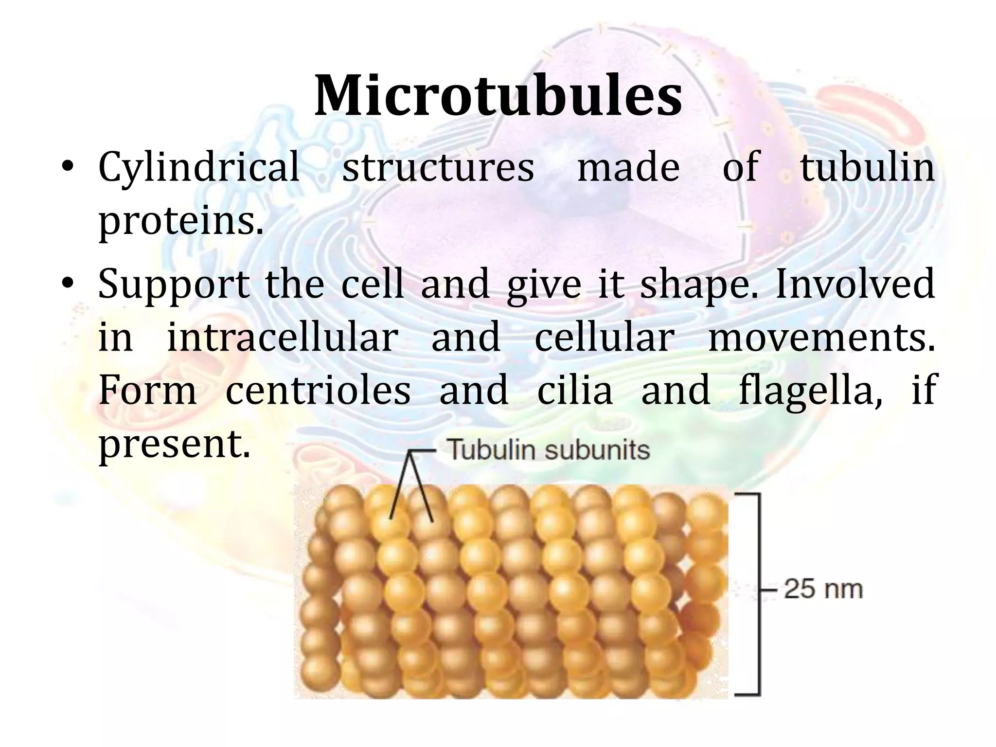 Cell anatomy | PPSX