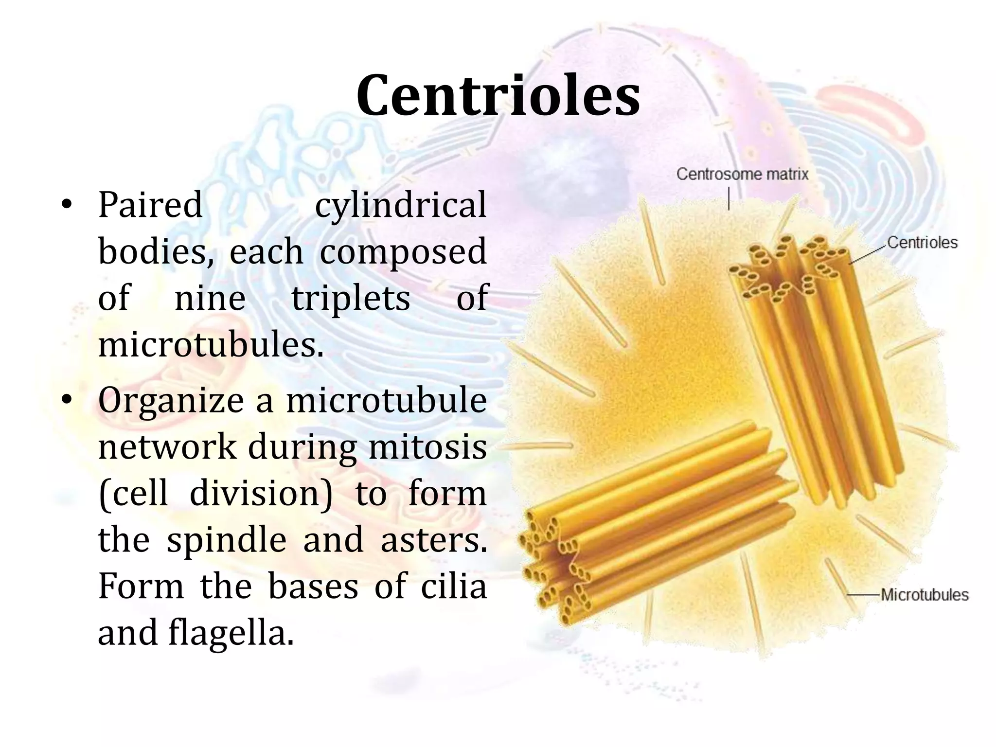 Cell anatomy | PPSX