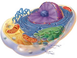 Cell anatomy | PPSX