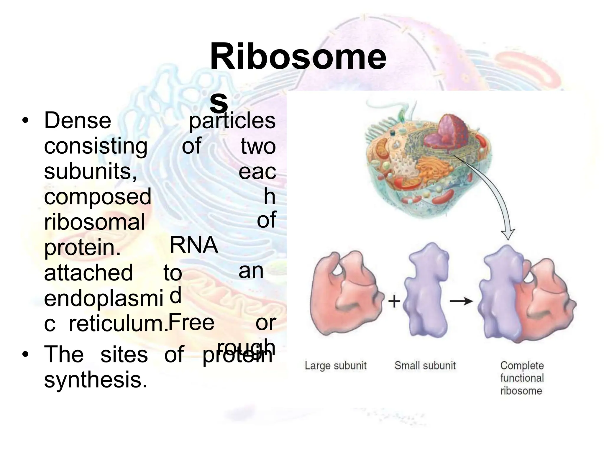 cell anatomy-.pptx