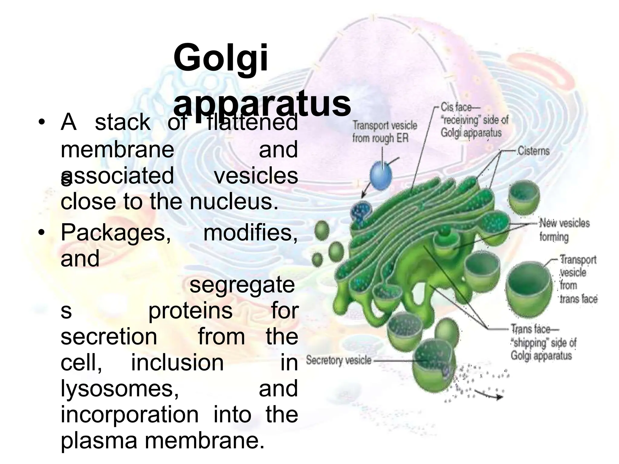 cell anatomy-.pptx