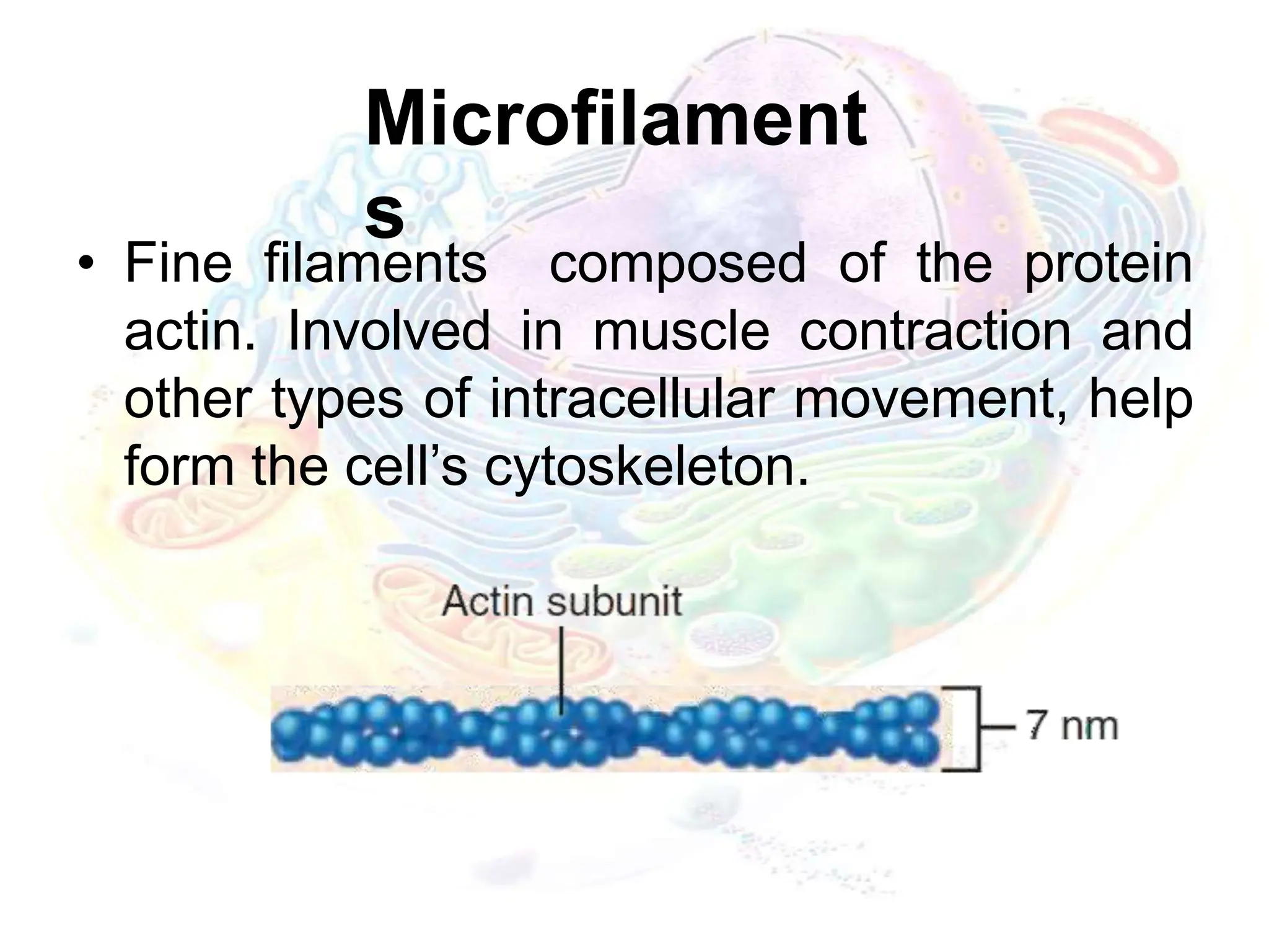 cell anatomy-.pptx