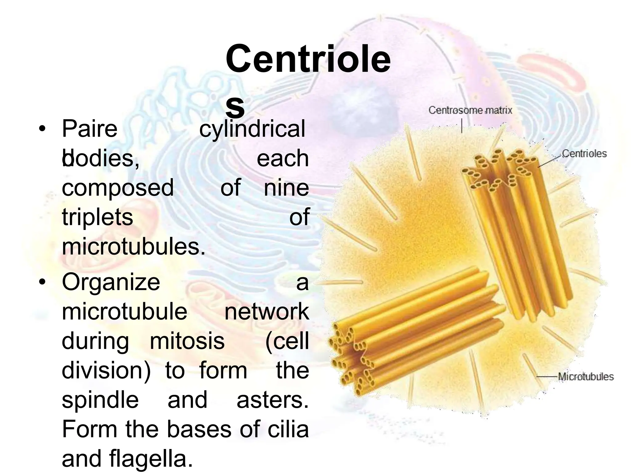 cell anatomy-.pptx