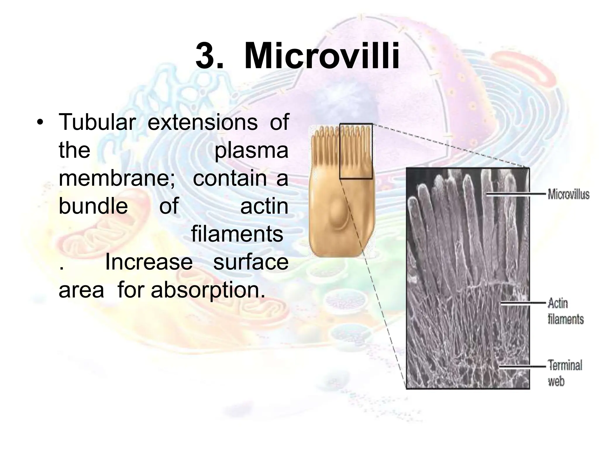 cell anatomy-.pptx