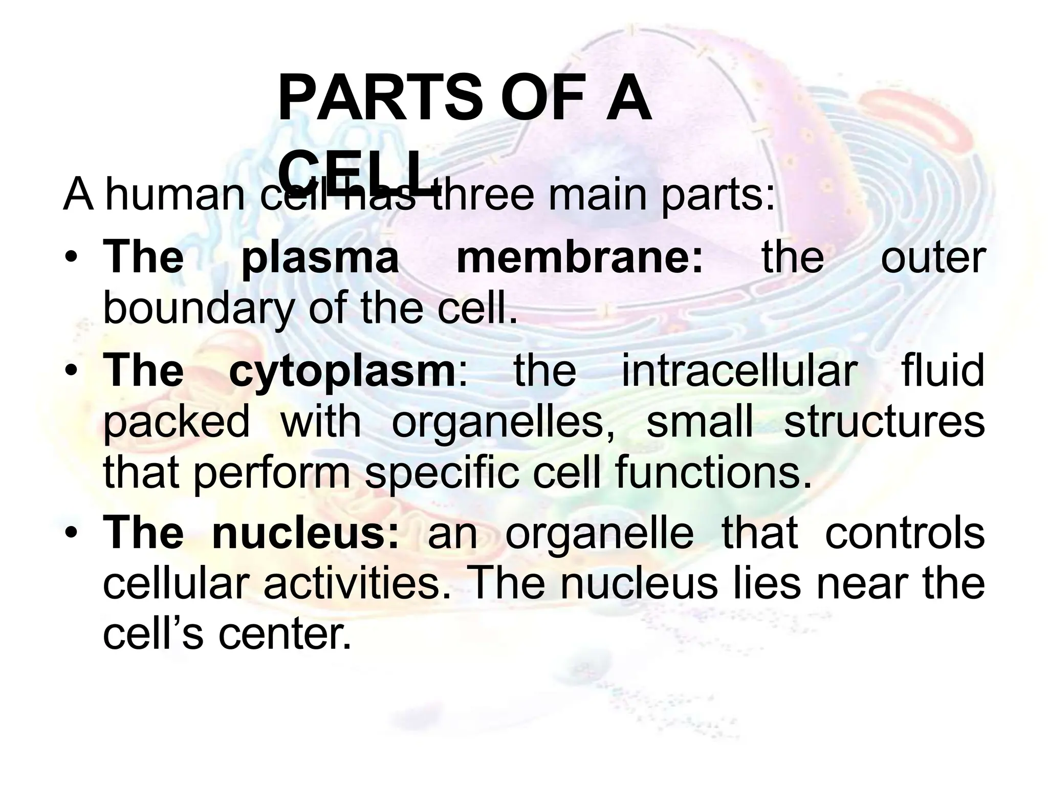 cell anatomy-.pptx
