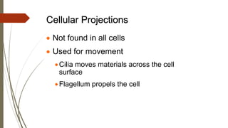 Cell anatomy.pdf