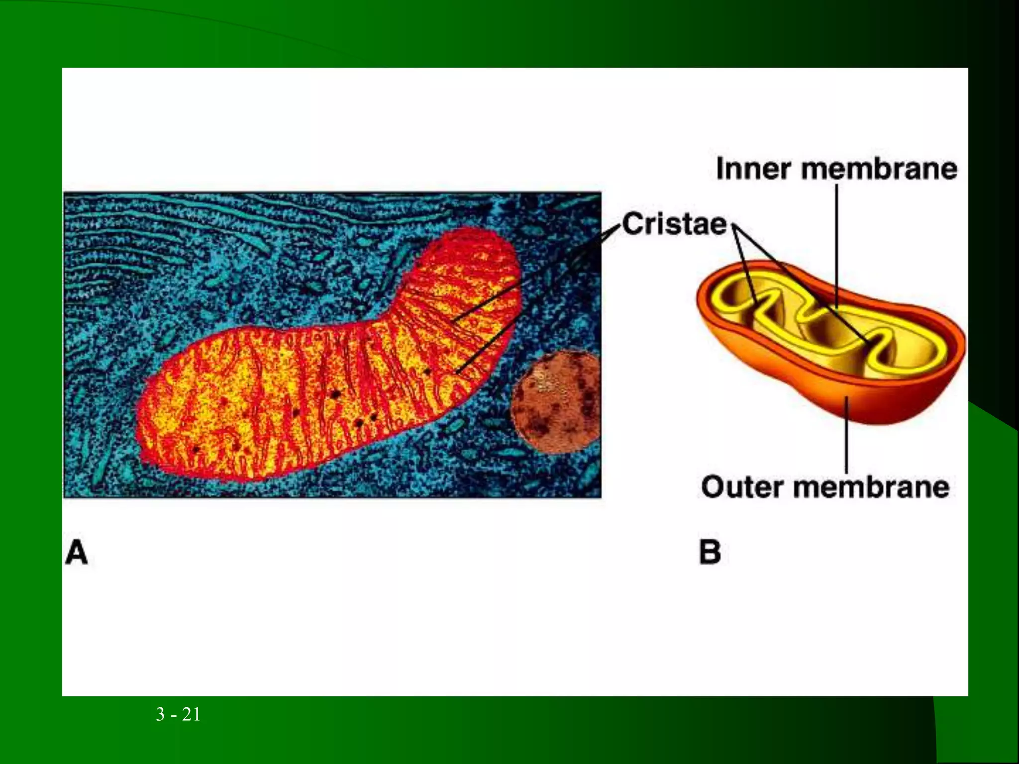 Cell Anatomy.ppt