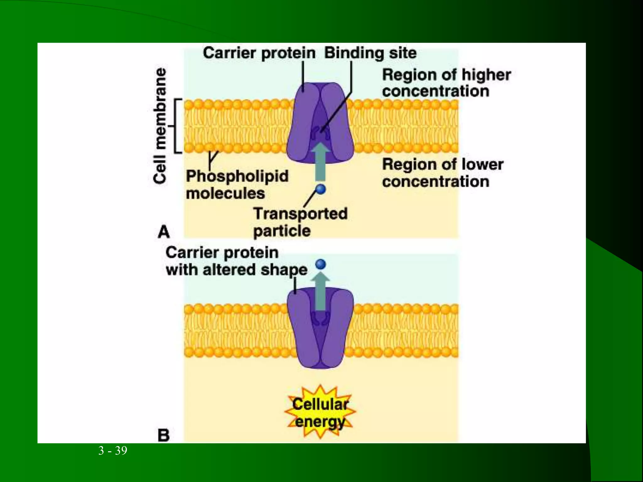 Cell Anatomy.ppt