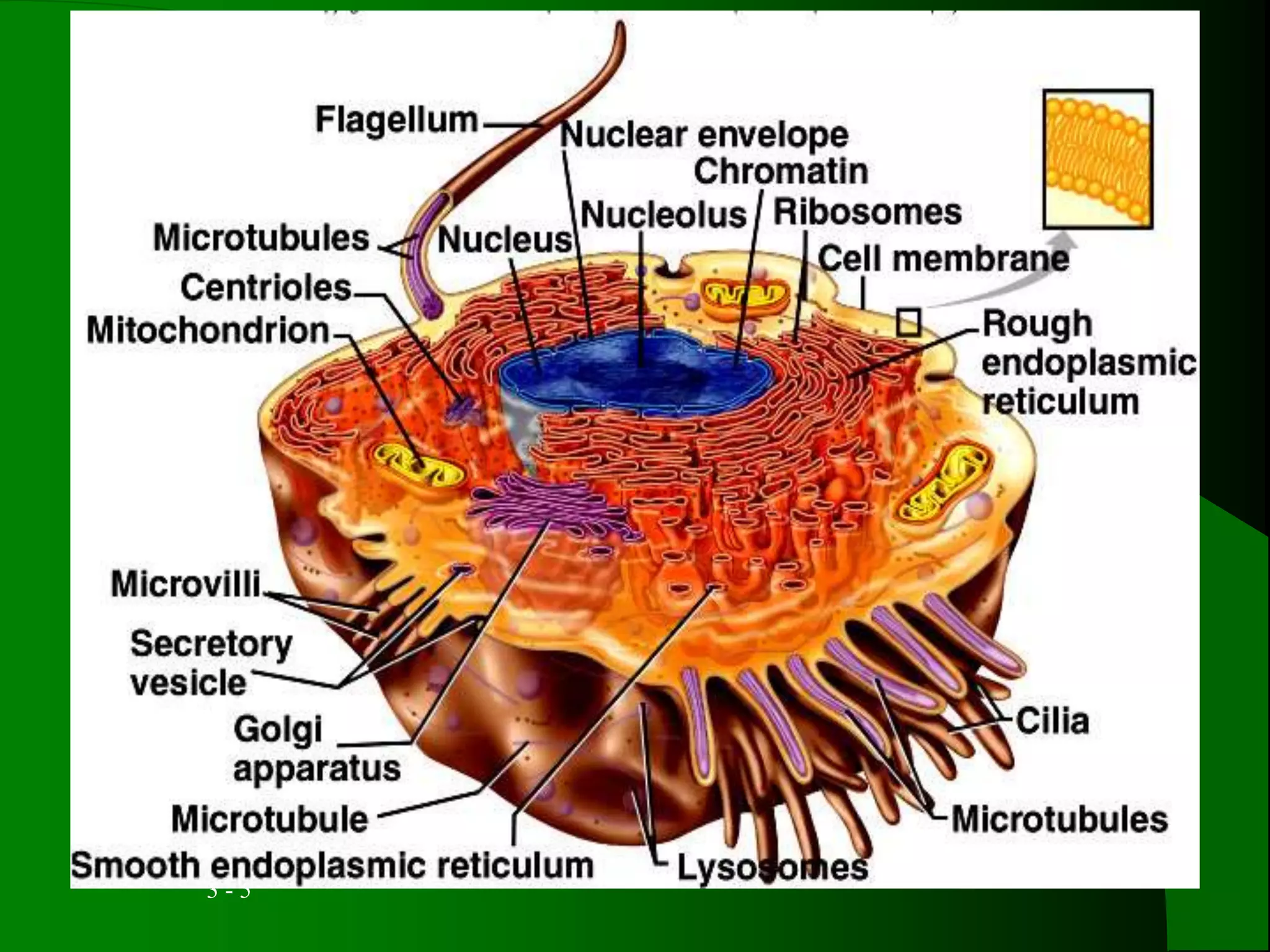 Cell Anatomy.ppt