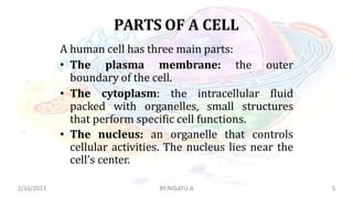 Cell Anatomy.pptx