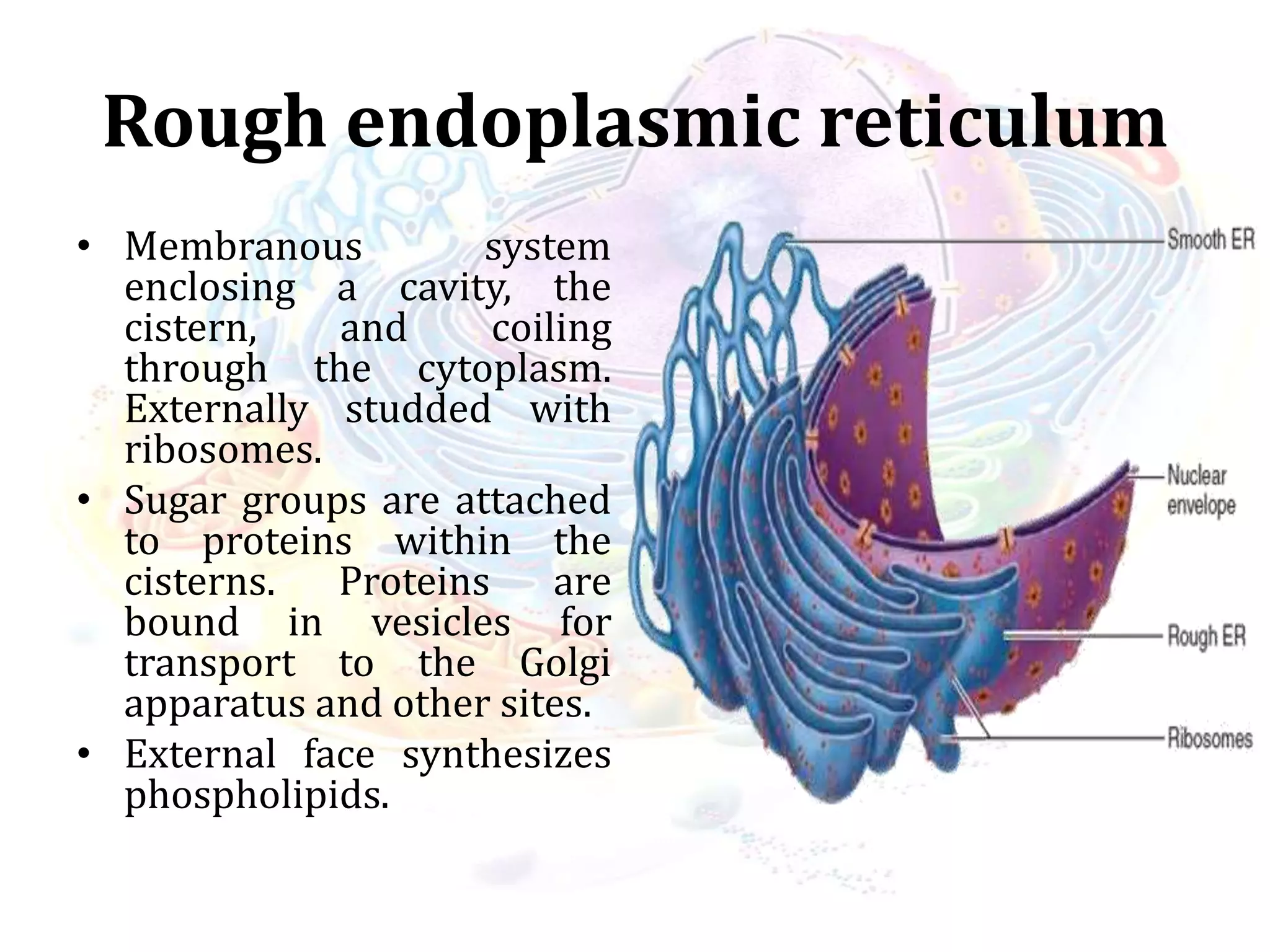 CELL ANATOMY.pdf