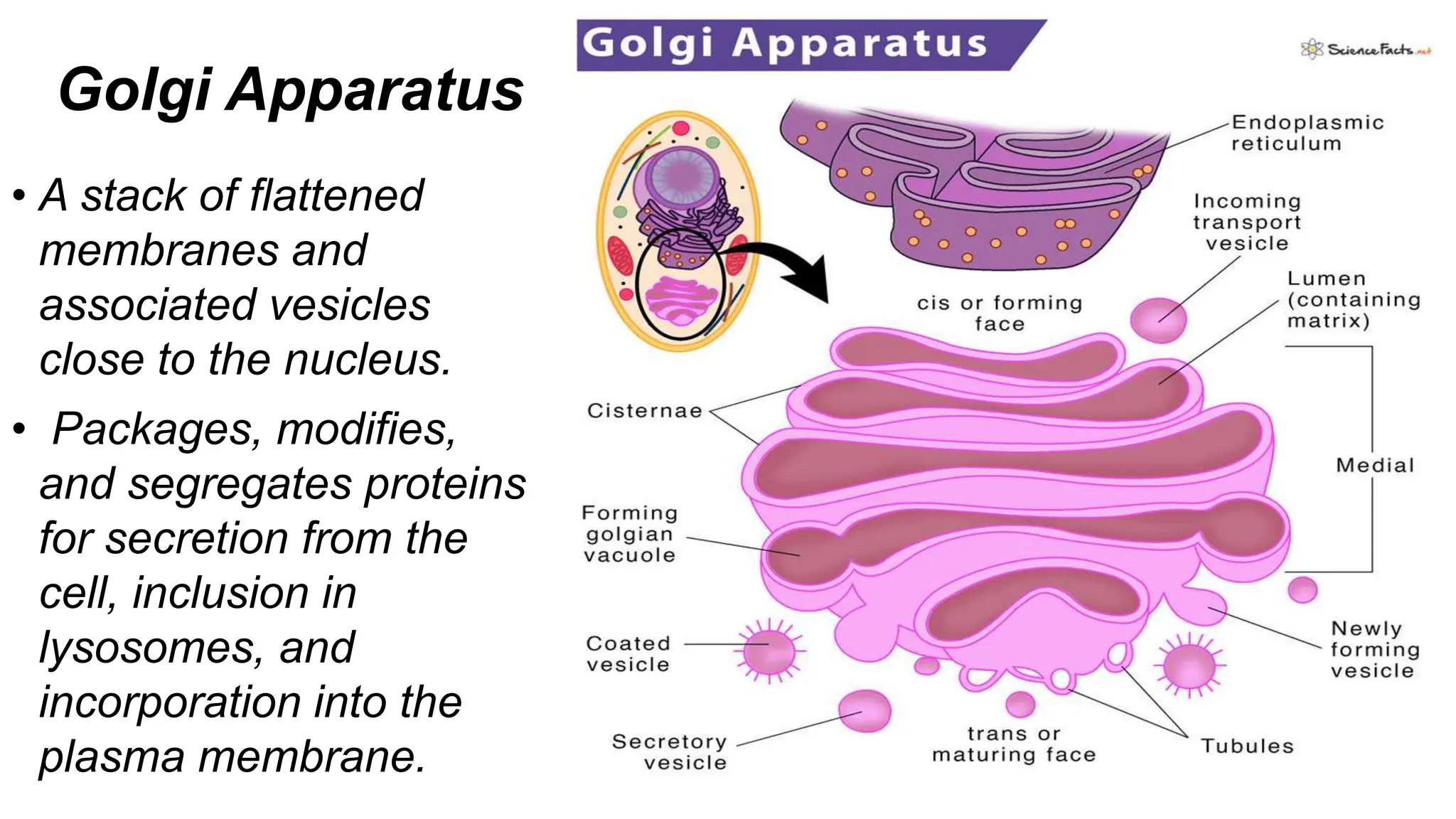 Cell anatomy.pptx
