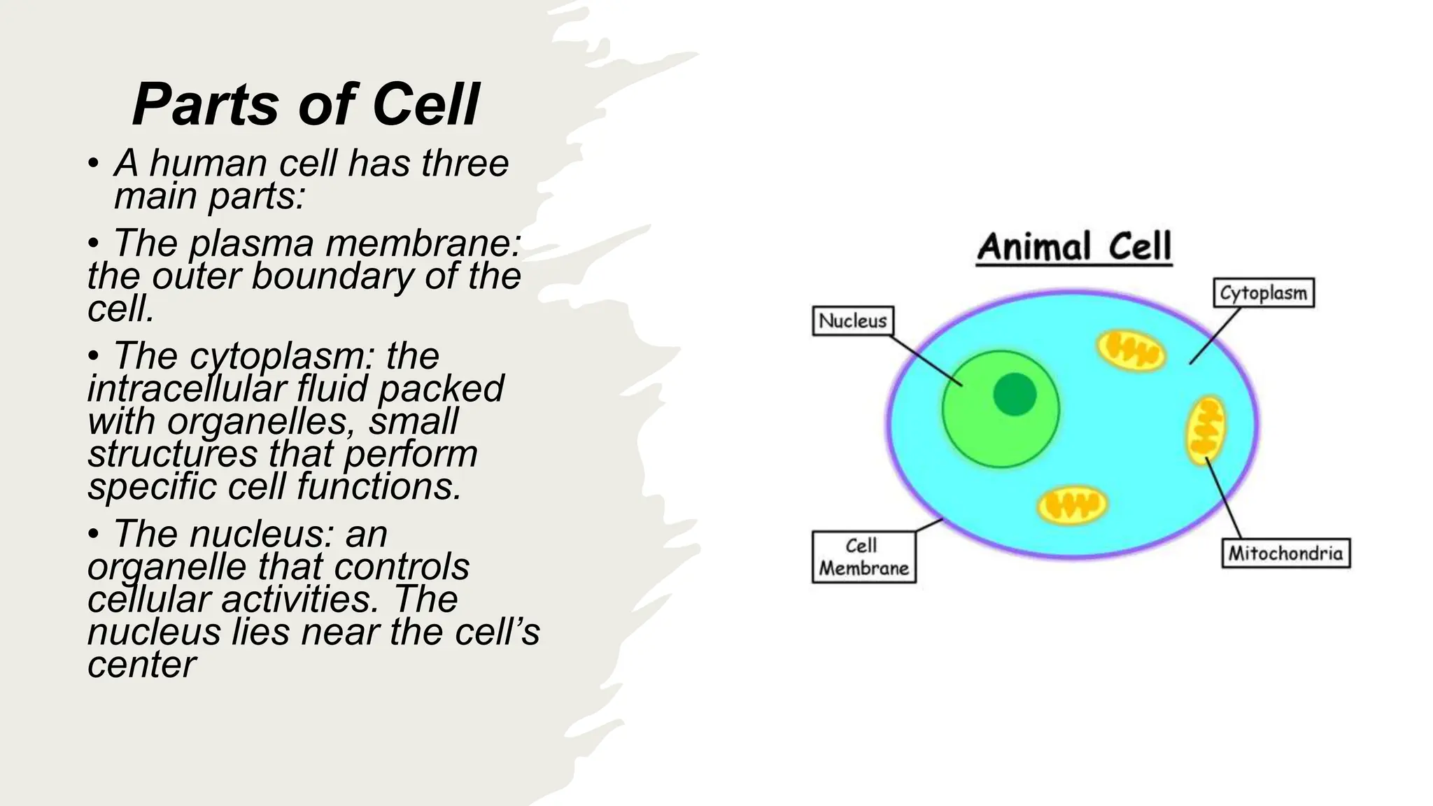 Cell anatomy.pptx