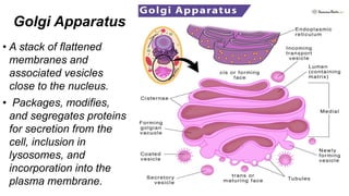 Cell anatomy.pptx