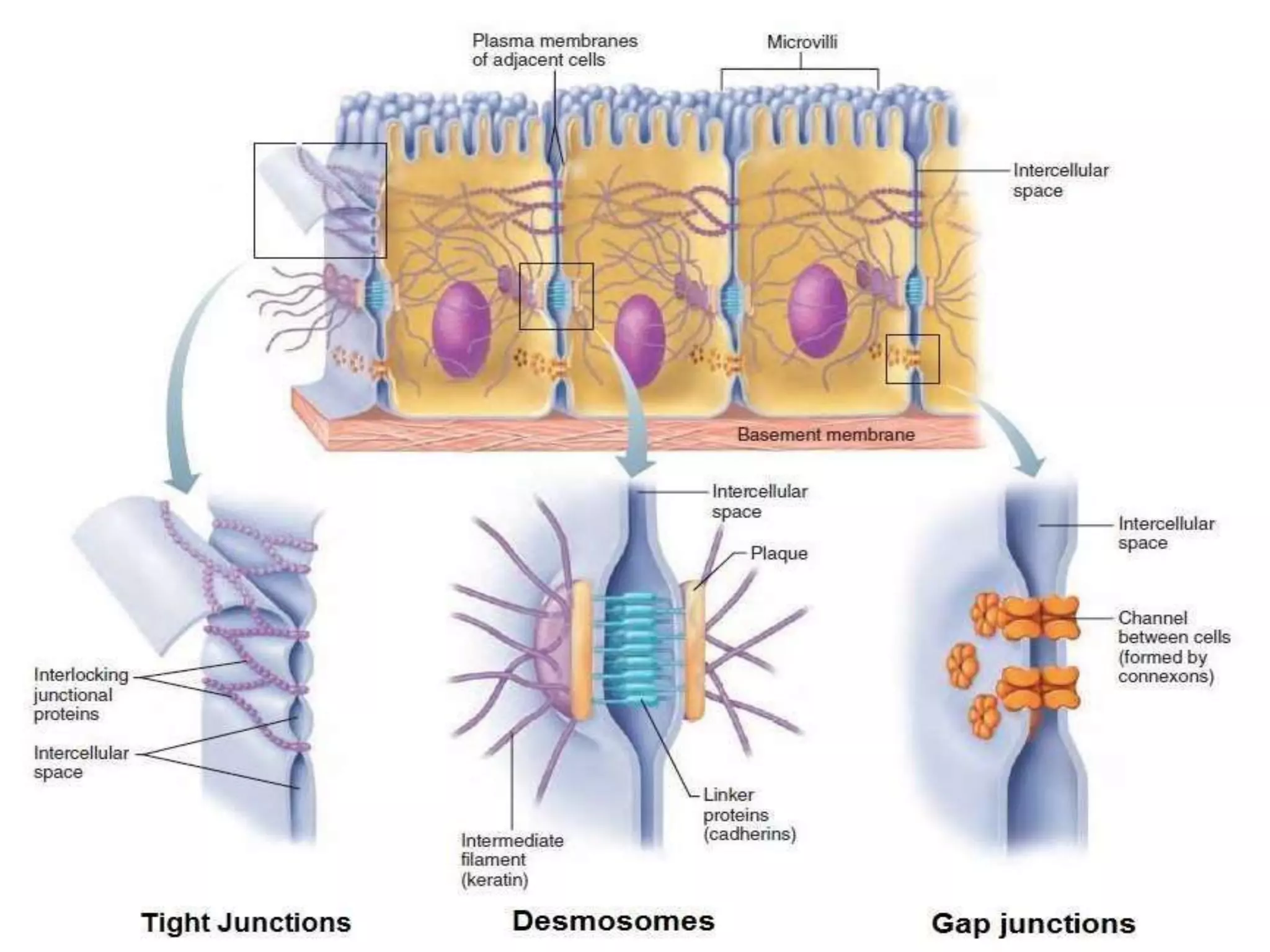 CELL ANATOMY AND PHYSIOLOGY SLIDESHARE | PPTX