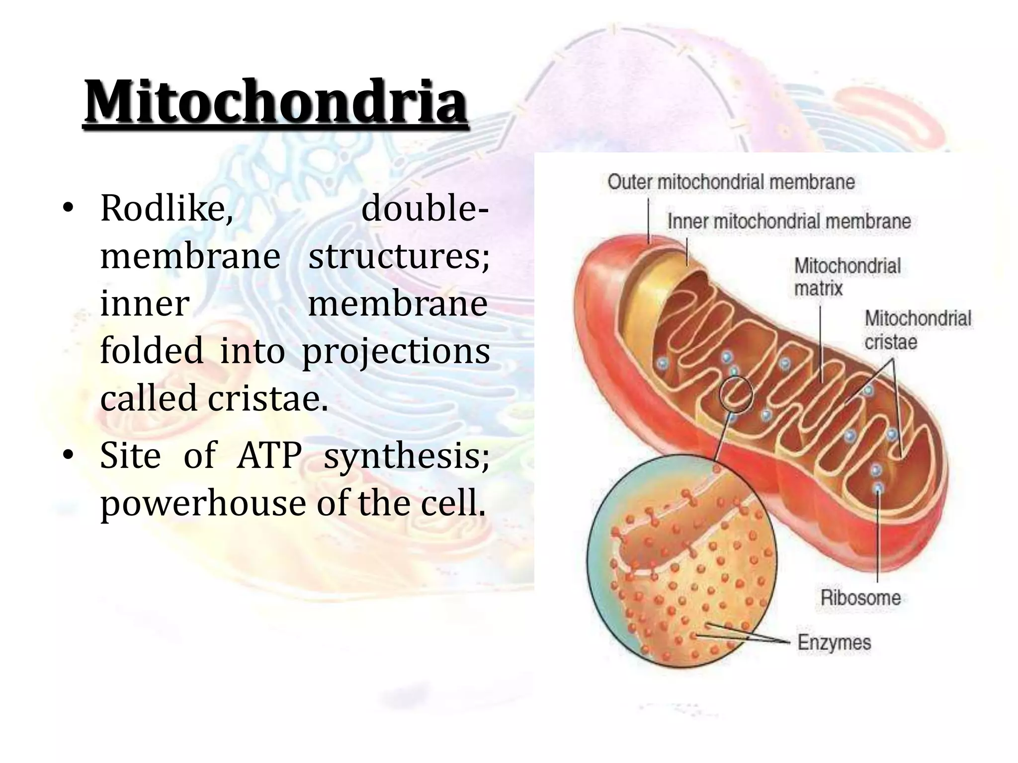 CELL ANATOMY AND PHYSIOLOGY SLIDESHARE | PPTX | Biological Sciences ...