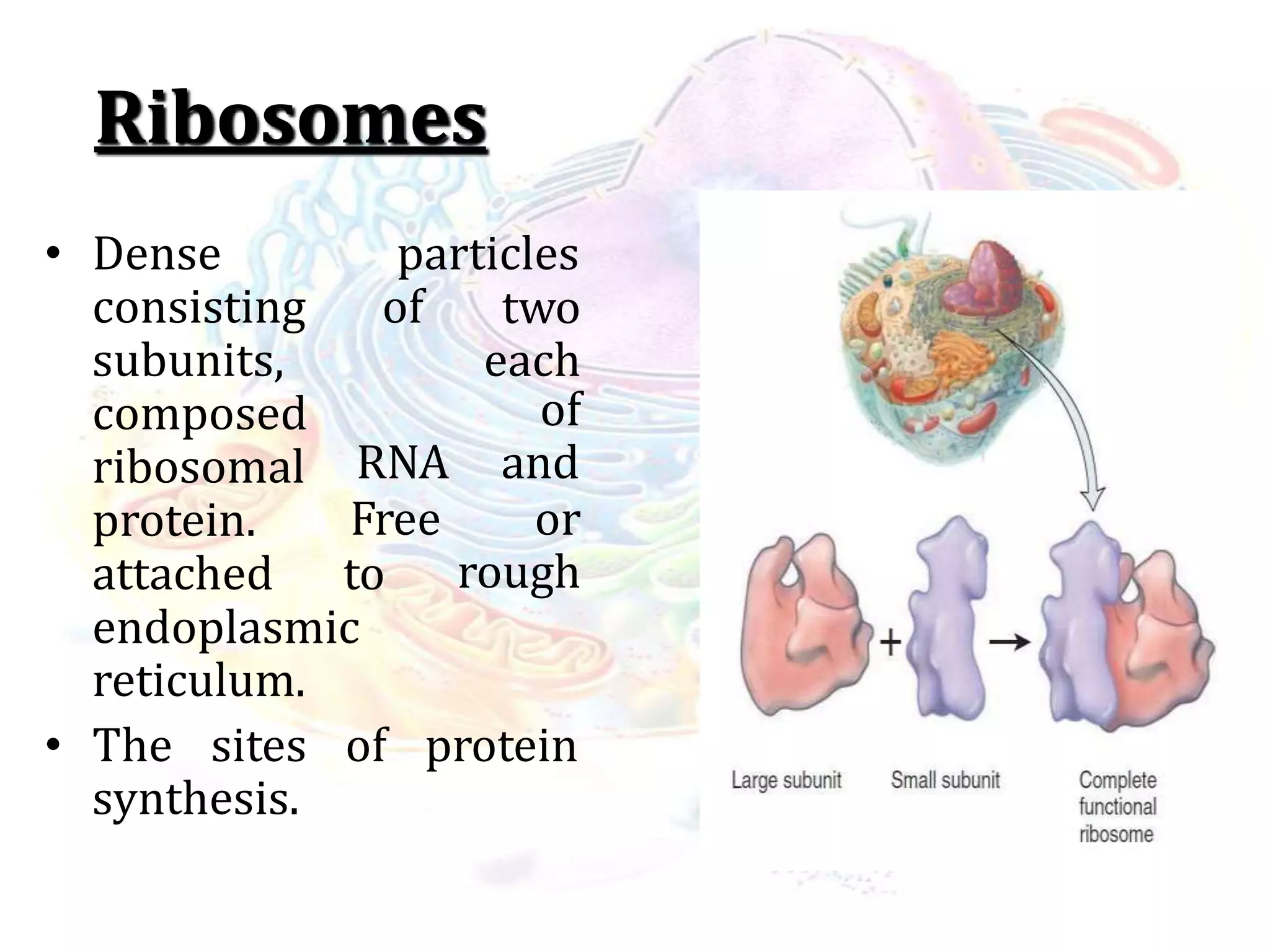 CELL ANATOMY AND PHYSIOLOGY SLIDESHARE | PPTX