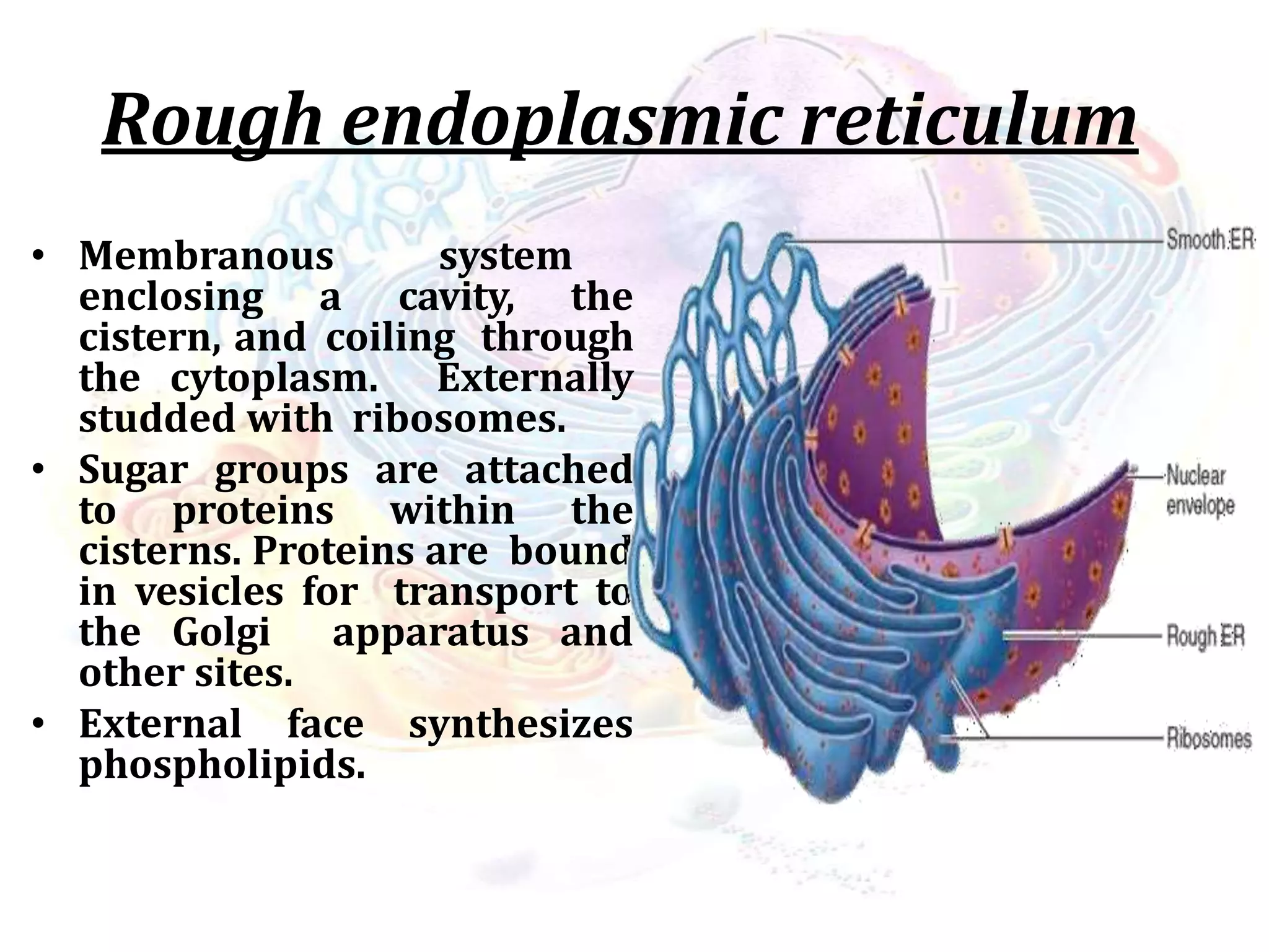 CELL ANATOMY AND PHYSIOLOGY SLIDESHARE | PPTX