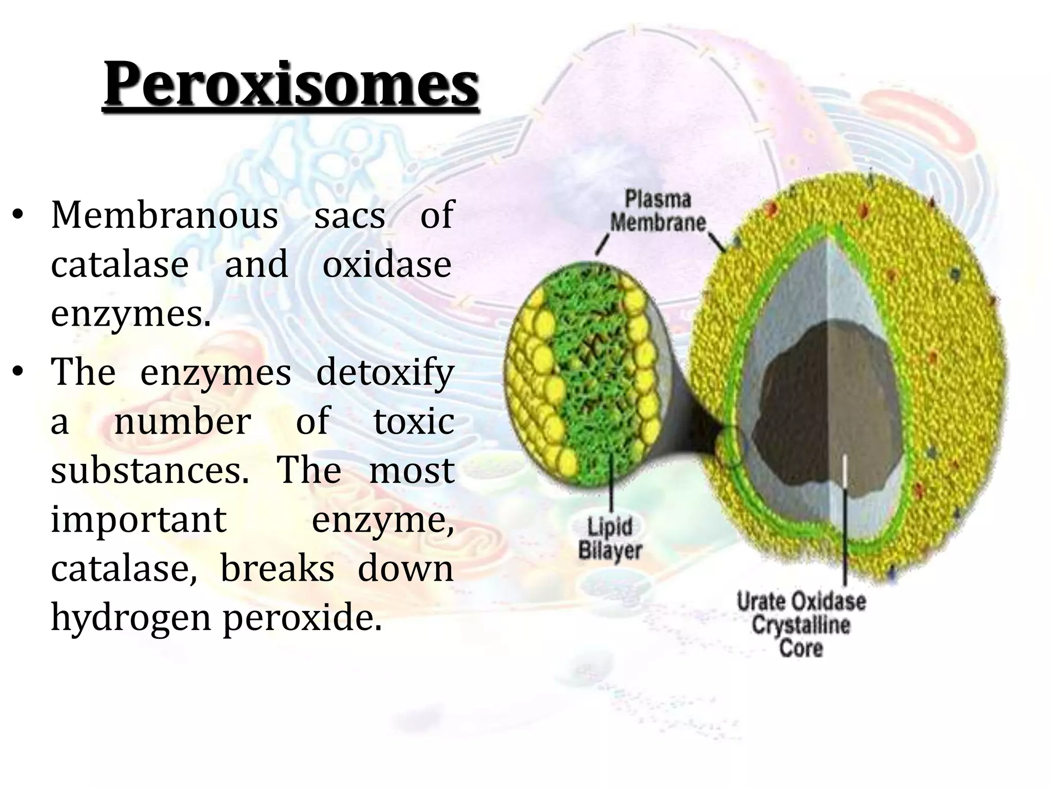 CELL ANATOMY AND PHYSIOLOGY SLIDESHARE | PPTX