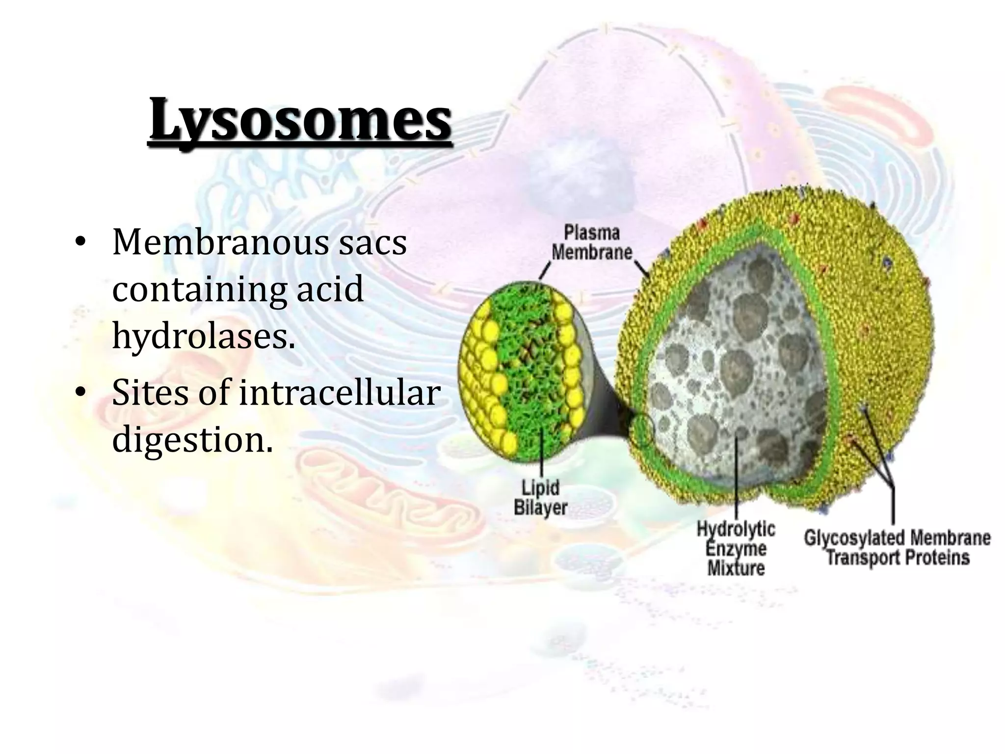 CELL ANATOMY AND PHYSIOLOGY SLIDESHARE | PPTX | Biological Sciences ...