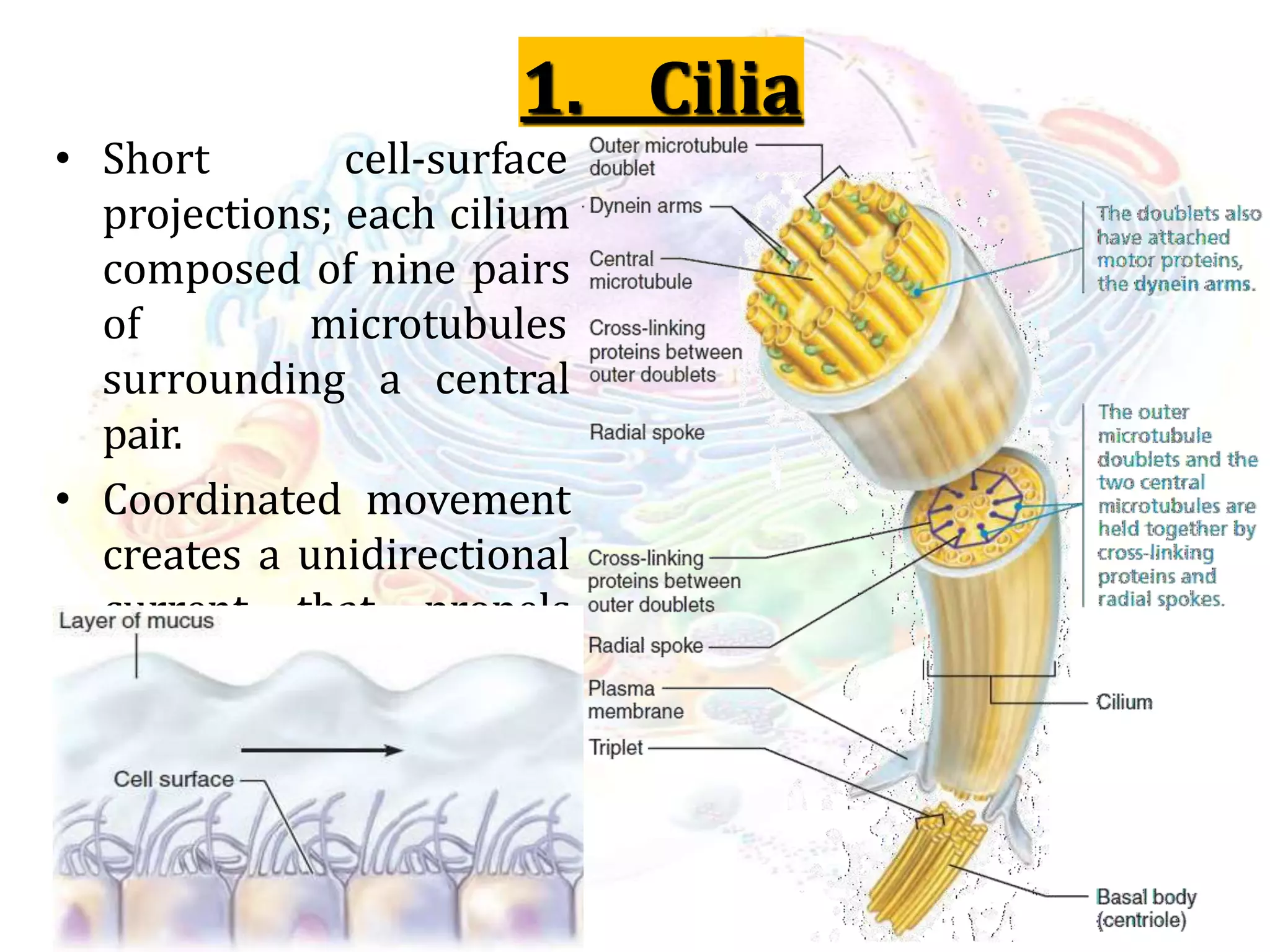 CELL ANATOMY AND PHYSIOLOGY SLIDESHARE | PPTX