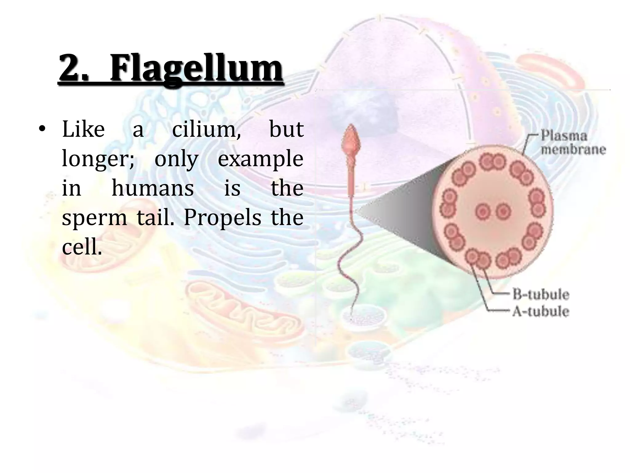 CELL ANATOMY AND PHYSIOLOGY SLIDESHARE | PPTX