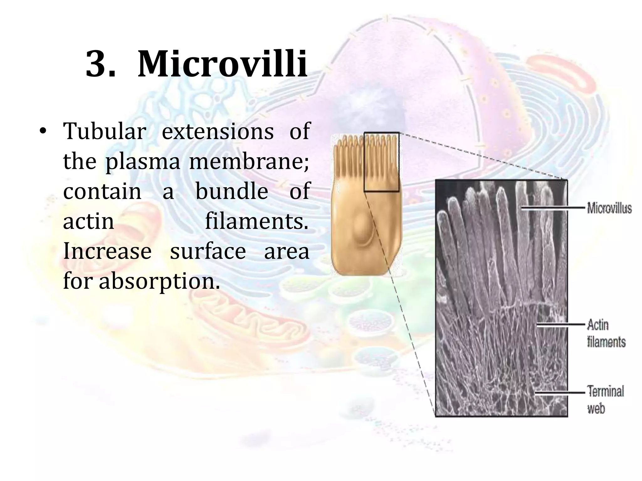 CELL ANATOMY AND PHYSIOLOGY SLIDESHARE | PPTX