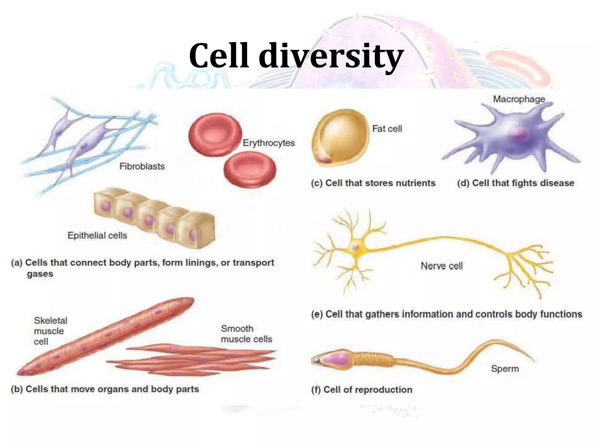 CELL ANATOMY AND PHYSIOLOGY SLIDESHARE | PPTX