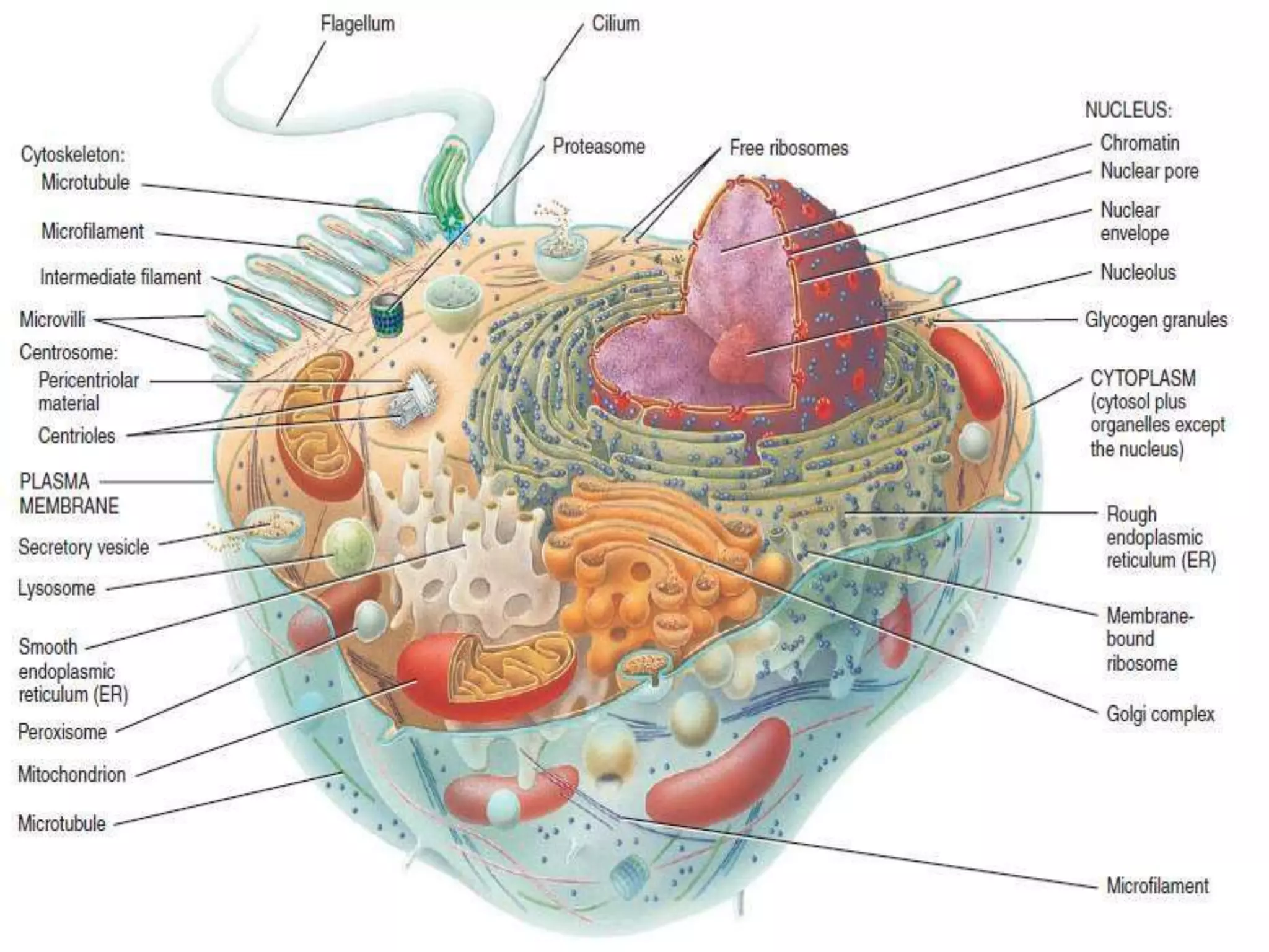 CELL ANATOMY AND PHYSIOLOGY SLIDESHARE | PPTX