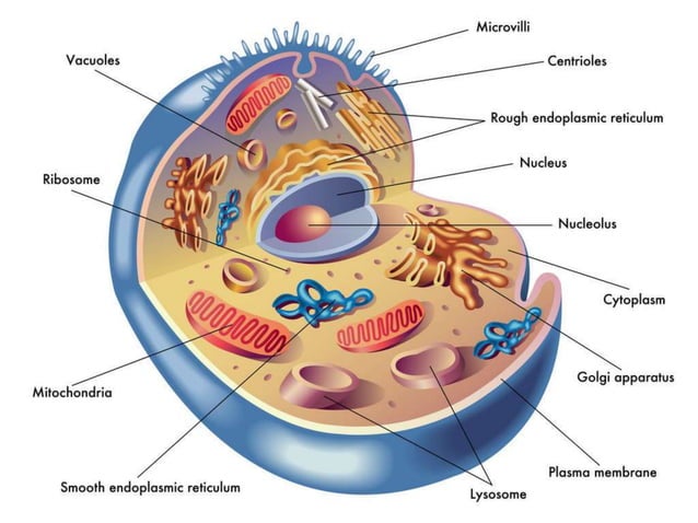 CELL ANATOMY AND PHYSIOLOGY SLIDESHARE | PPTX | Biological Sciences ...