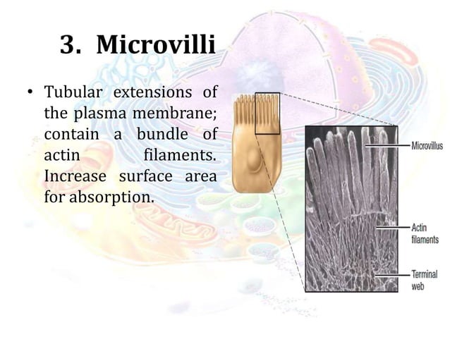 CELL ANATOMY AND PHYSIOLOGY SLIDESHARE | PPTX | Biological Sciences ...