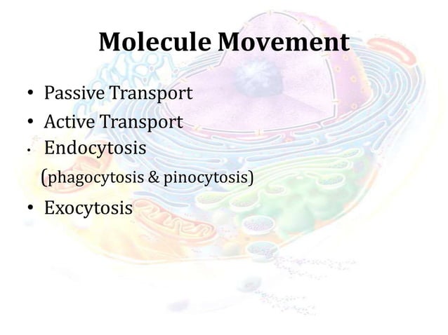 CELL ANATOMY AND PHYSIOLOGY SLIDESHARE | PPTX | Biological Sciences ...