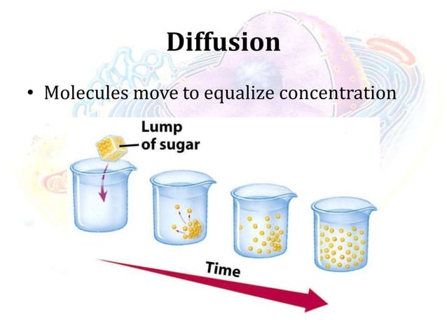 CELL ANATOMY AND PHYSIOLOGY SLIDESHARE | PPTX | Biological Sciences ...