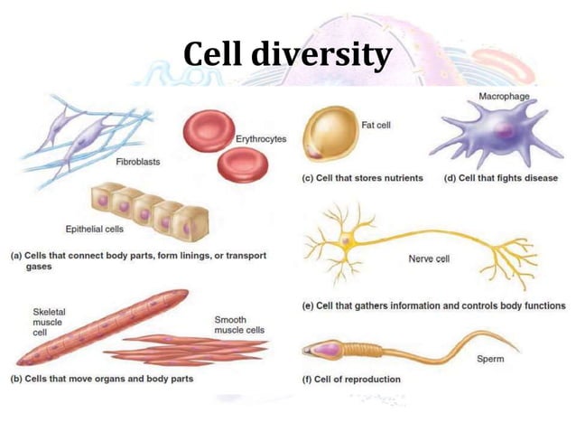 CELL ANATOMY AND PHYSIOLOGY SLIDESHARE | PPTX | Biological Sciences ...