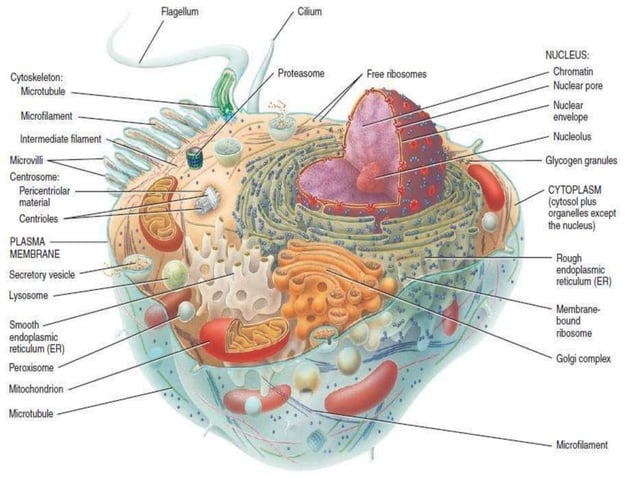 CELL ANATOMY AND PHYSIOLOGY SLIDESHARE | PPTX | Biological Sciences ...