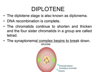 Cell and Cell division.pptx